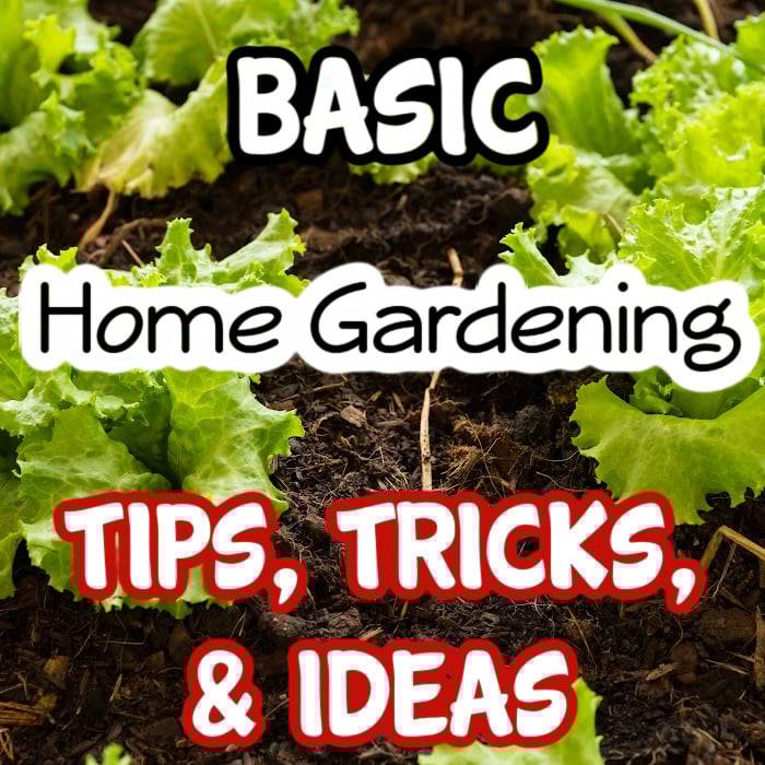 Basic Home Gardening Tips, Tricks & Ideas – Dian Farmer Learning To ...