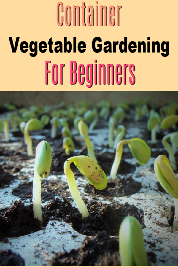 Container Vegetable Gardening For Beginners Indoors Or Outdoors