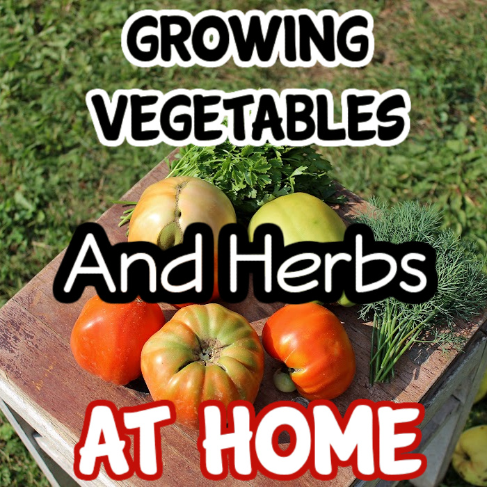 Tips For Growing Vegetables And Herbs At Home – Dian Farmer Learning To ...