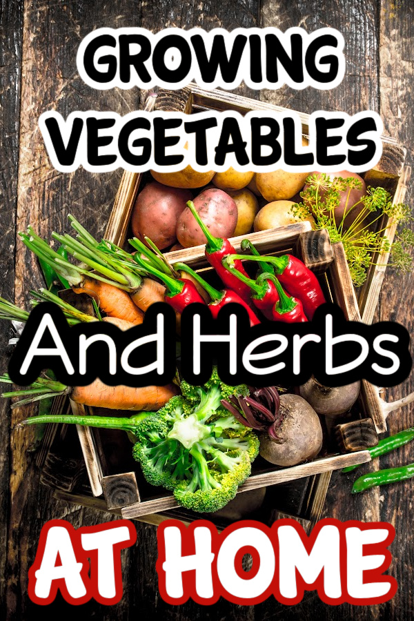 Tips For Growing Vegetables And Herbs At Home – Dian Farmer Learning To ...