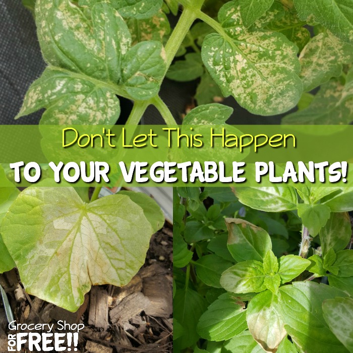 Understanding Magnesium Deficiency In Plants