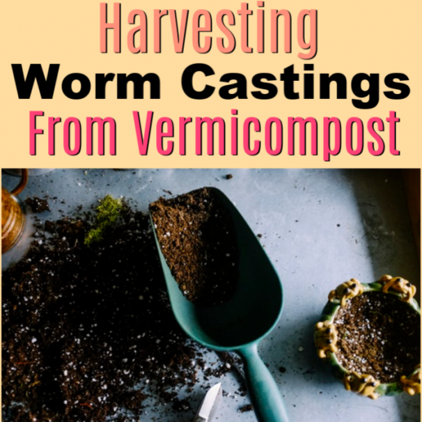 How To Harvest Worm Castings From Your Vermicompost