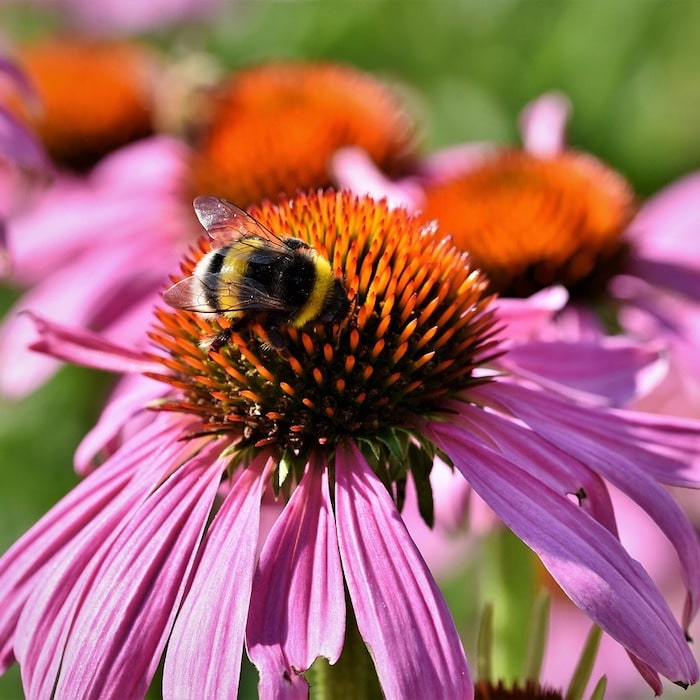 Pollinator Garden: Plants That Attract Pollinators