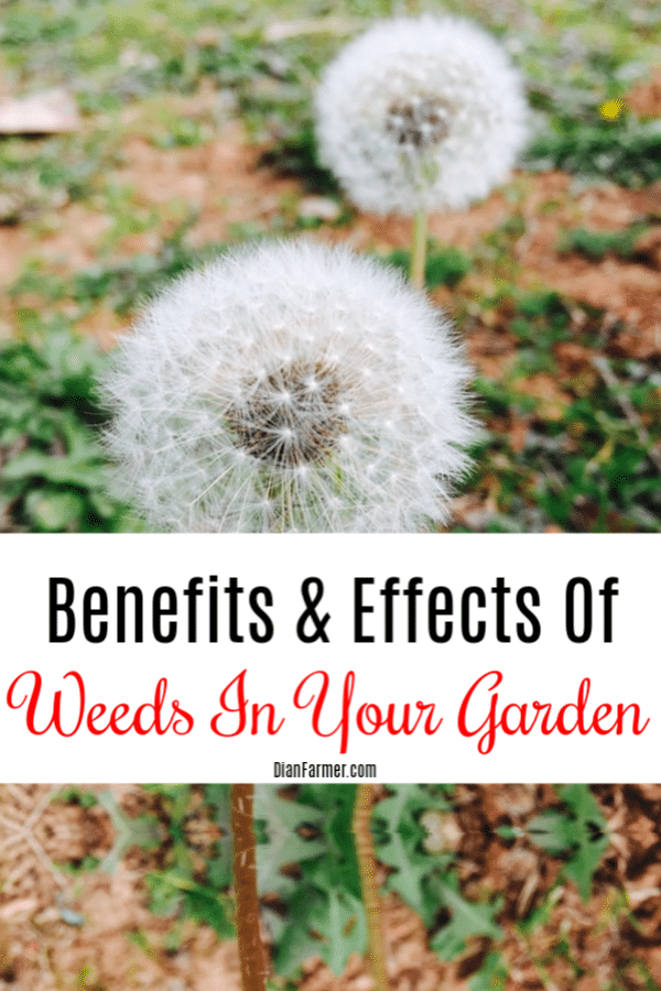 Biennial Plants, Perennial Crops, And More Gardening Terms Explained