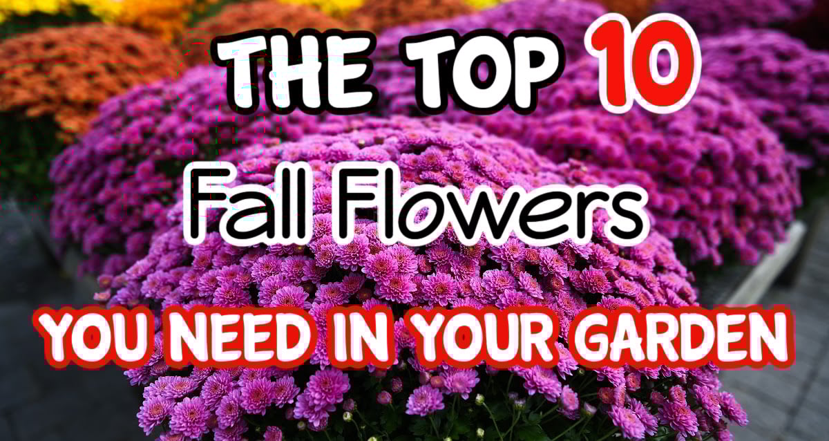 10 Fall Flowers You Need In Your Garden