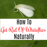 How To Get Rid Of Whiteflies Naturally