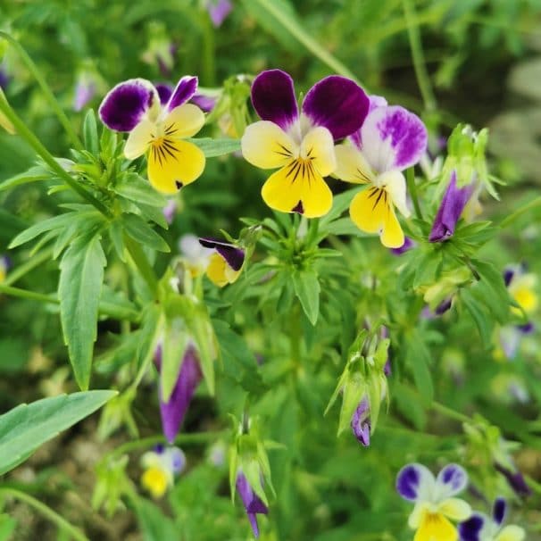 10 Fall Flowers You Need In Your Garden