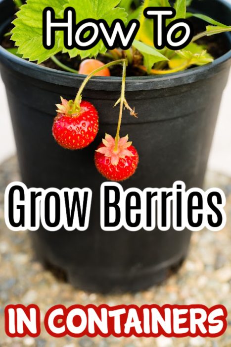 How to Grow Berries in Containers