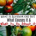 What is Blossom End Rot, What Causes It, and What to Do About It