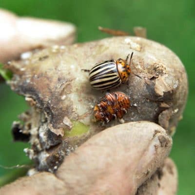 Potato Beetle: How To Identify & Chemically Free Control Them