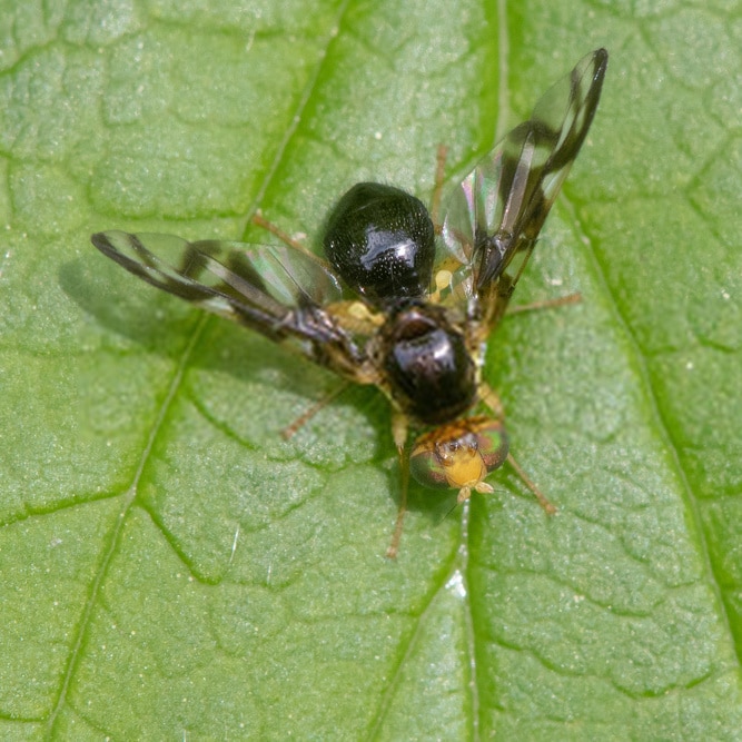 Leaf Miners: How To Identify & Get Rid Of Them