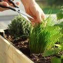 How To Grow Chives From Seed To Harvest