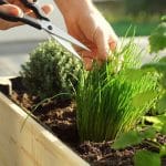 How To Grow Chives From Seed To Harvest