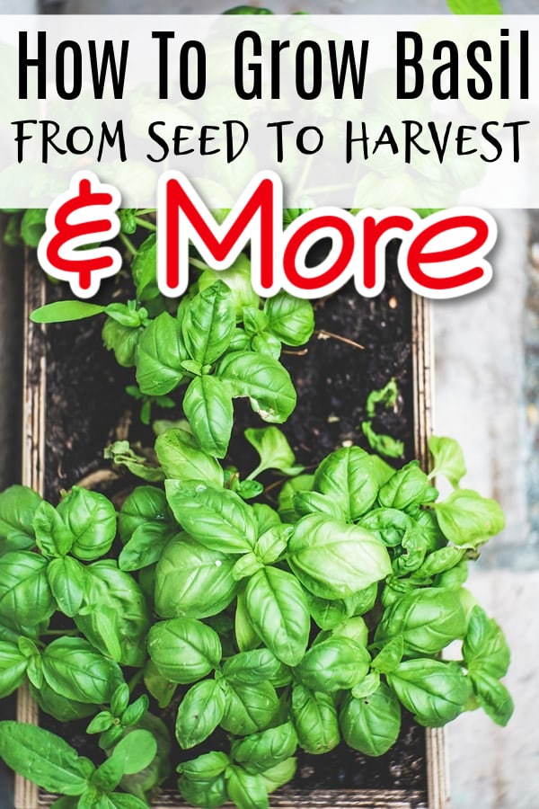 Basil Growing & Plant Care From Seed To Harvest & More