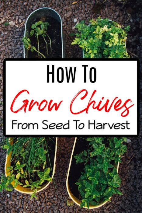 How To Grow Chives From Seed To Harvest