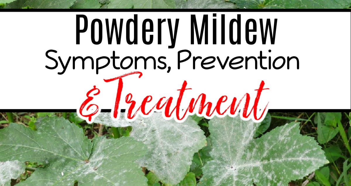 Powdery Mildew Symptoms Prevention And Treatment