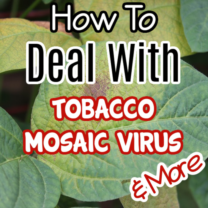 How To Deal With Tobacco Mosaic Virus And More