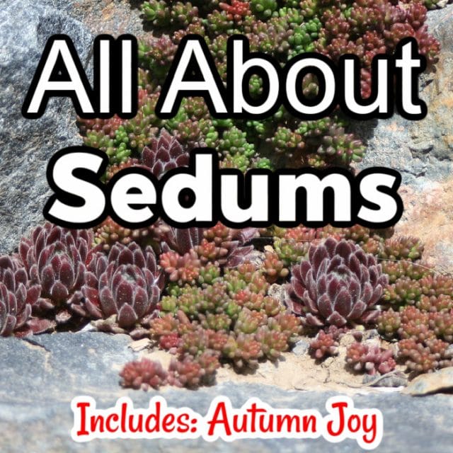 All About Sedums