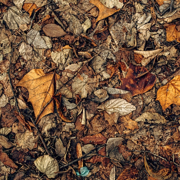 Leaf Mold How To Make & Use It In The Garden