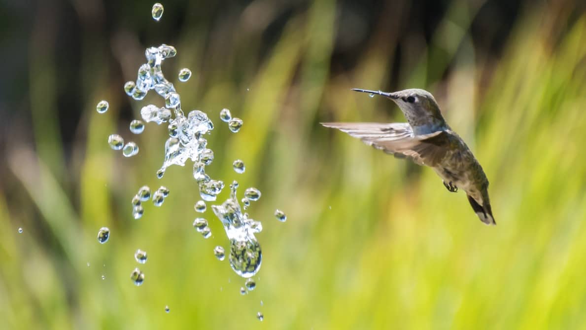 Hummingbirds And How To Attract Them