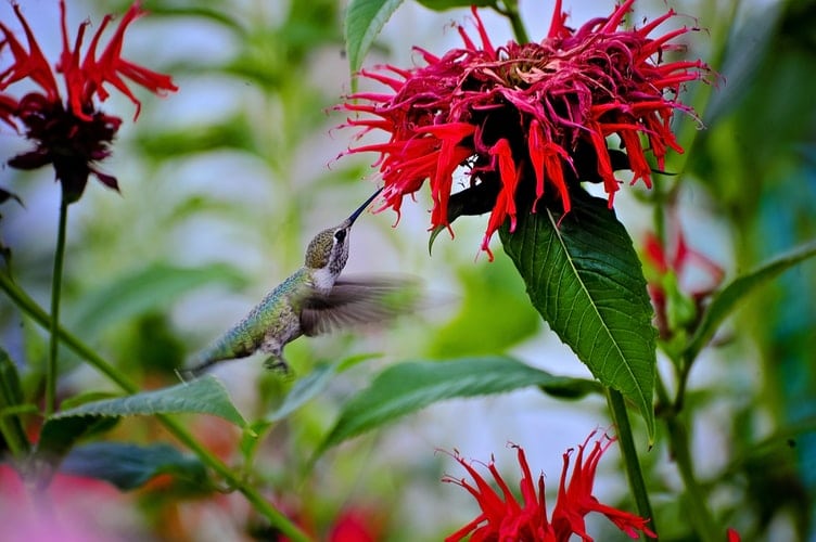 Hummingbirds And How To Attract Them