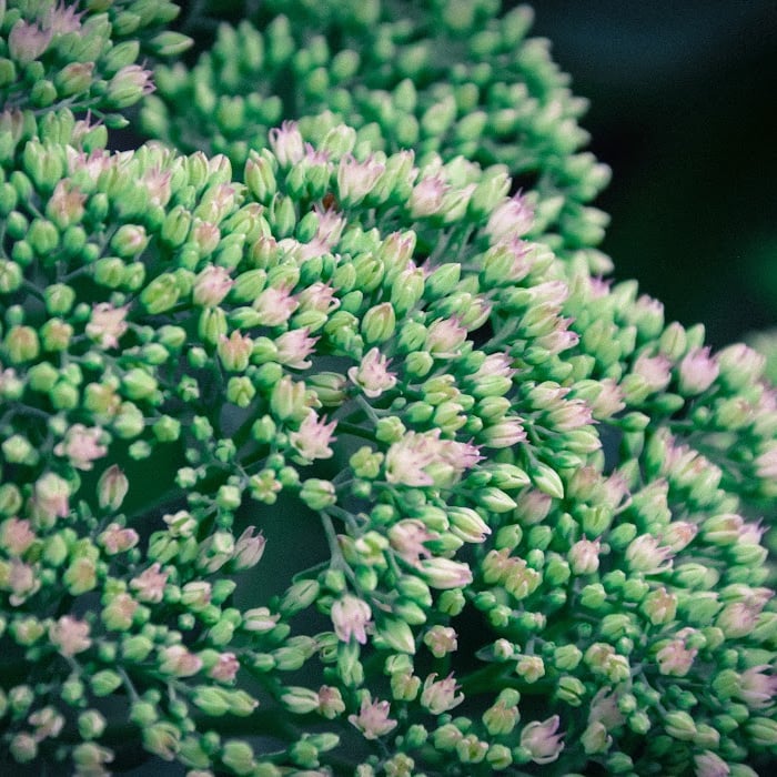 All About Sedums – Backyard Vegetable Gardener