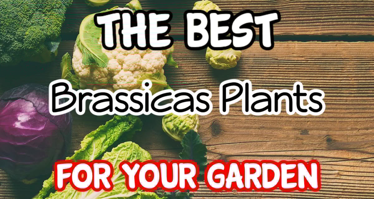How To Grow Brassicas – Backyard Vegetable Gardener