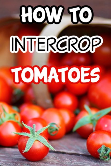 How to Intercrop Tomatoes