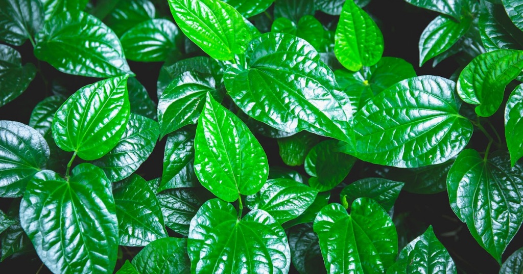 Understanding Magnesium Deficiency In Plants