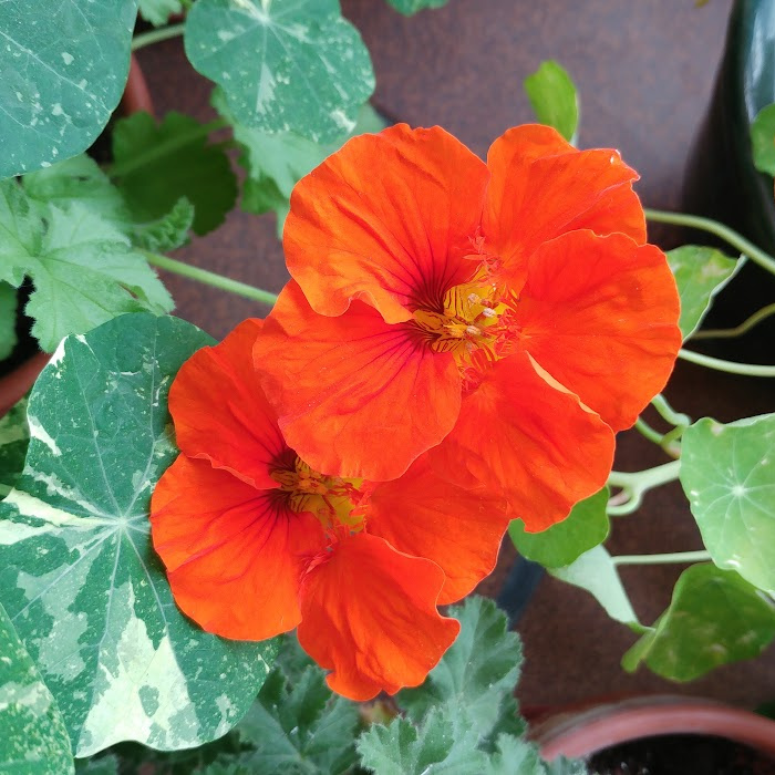 10 Fall Flowers You Need In Your Garden