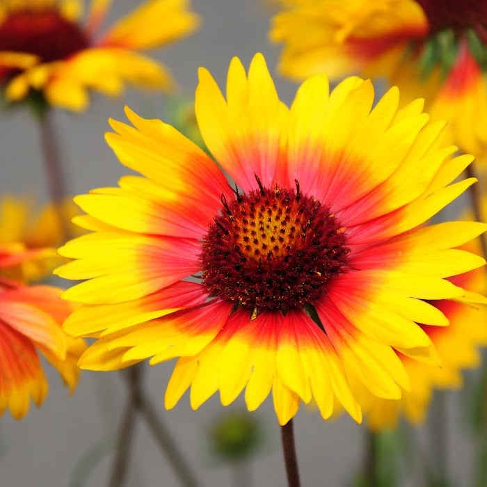 10 Fall Flowers You Need In Your Garden