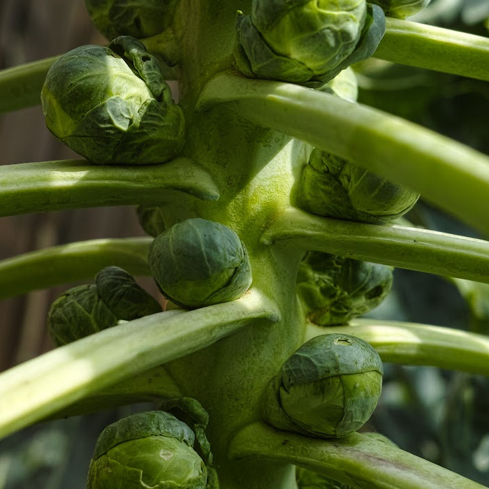 How To Grow Brassicas – Dian Farmer Learning To Grow Our Own Food