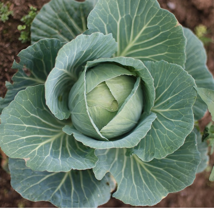 How To Grow Brassicas – Dian Farmer Learning To Grow Our Own Food