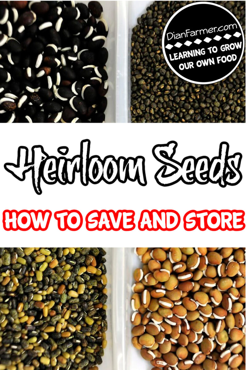 Heirloom Seeds: How To Save And Store