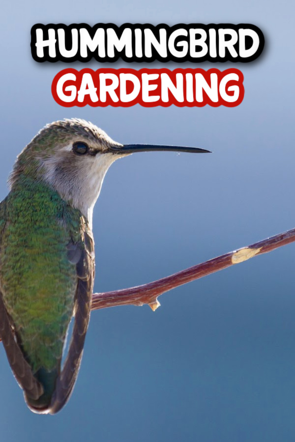 How To Create A Hummingbird Friendly Garden – Dian Farmer Learning To Grow Our Own Food
