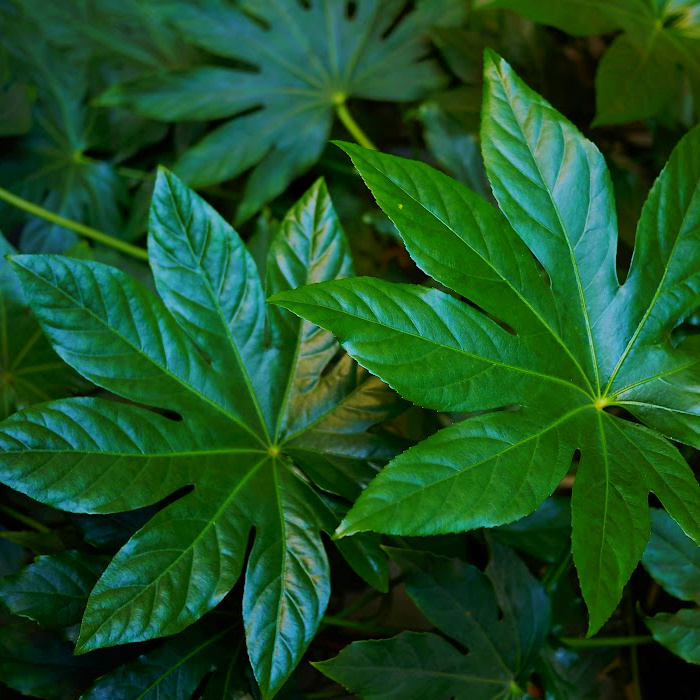 Invasive Garden Plants – Dian Farmer Learning To Grow Our Own Food