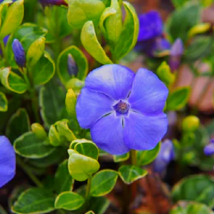 Invasive Garden Plants – Dian Farmer Learning To Grow Our Own Food