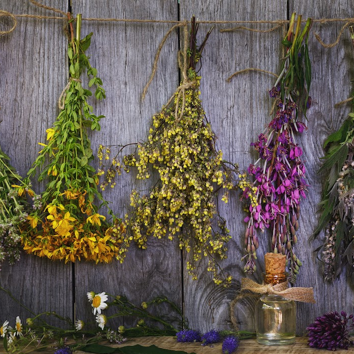 10 Essential Tea Garden Tips To Grow Your Own Herbal Oasis – Backyard ...