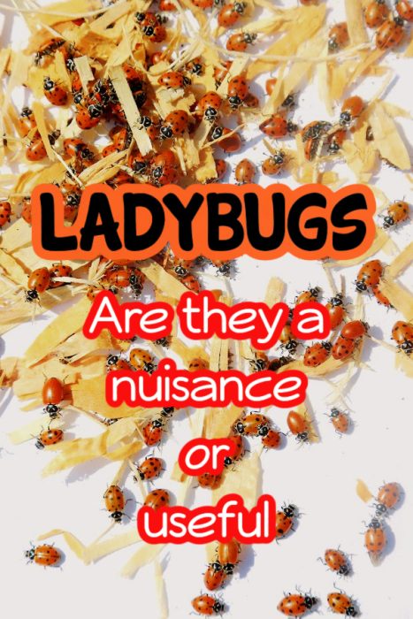 How To Distinguish Beneficial Ladybugs from Harmful Ones