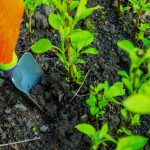 Garden Lingo: A Glossary Of Essential Gardening Terms