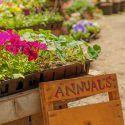 Garden Lingo: A Glossary Of Essential Gardening Terms