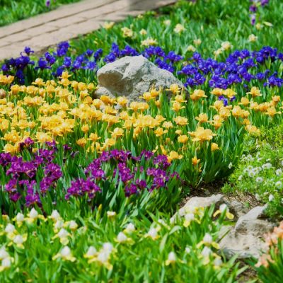 Garden Lingo: A Glossary Of Essential Gardening Terms