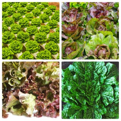5 Tips For Growing Lettuce