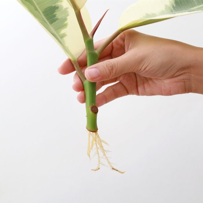 Learn the Secrets of Successful Plant Cutting Propagation