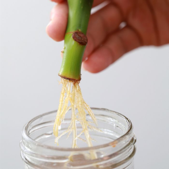 Learn the Secrets of Successful Plant Cutting Propagation – Backyard ...