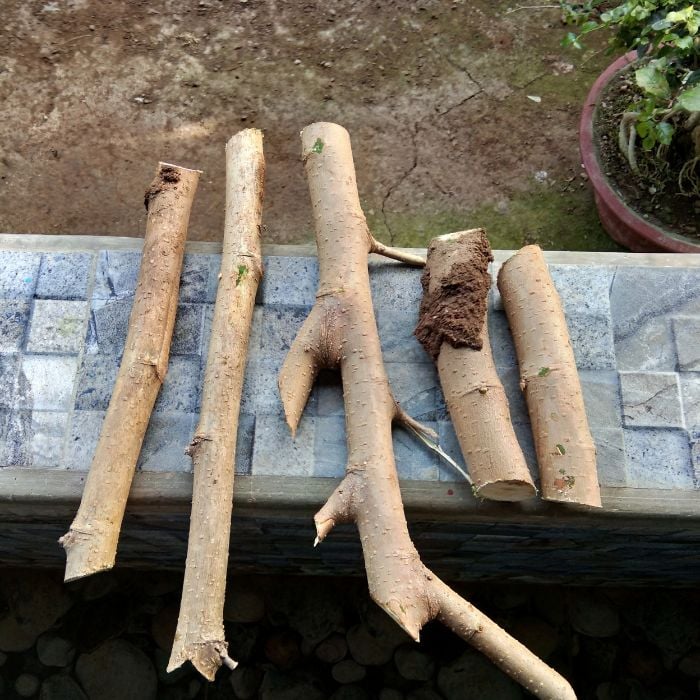 Learn the Secrets of Successful Plant Cutting Propagation