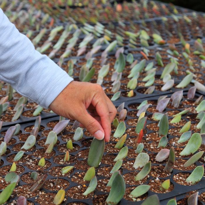 Learn the Secrets of Successful Plant Cutting Propagation – Backyard ...