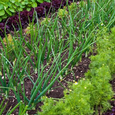 15 Tips For Growing More In Less Space