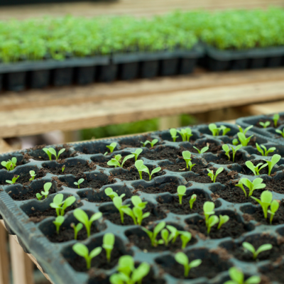 15 Tips For Growing More In Less Space
