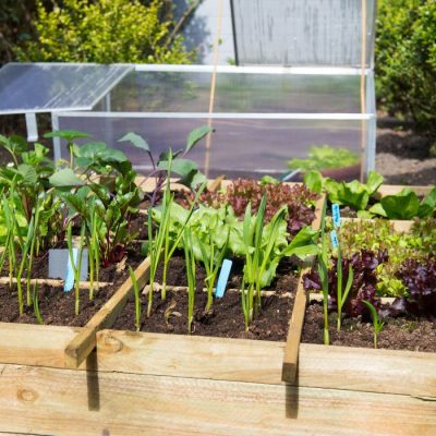 15 Tips For Growing More In Less Space